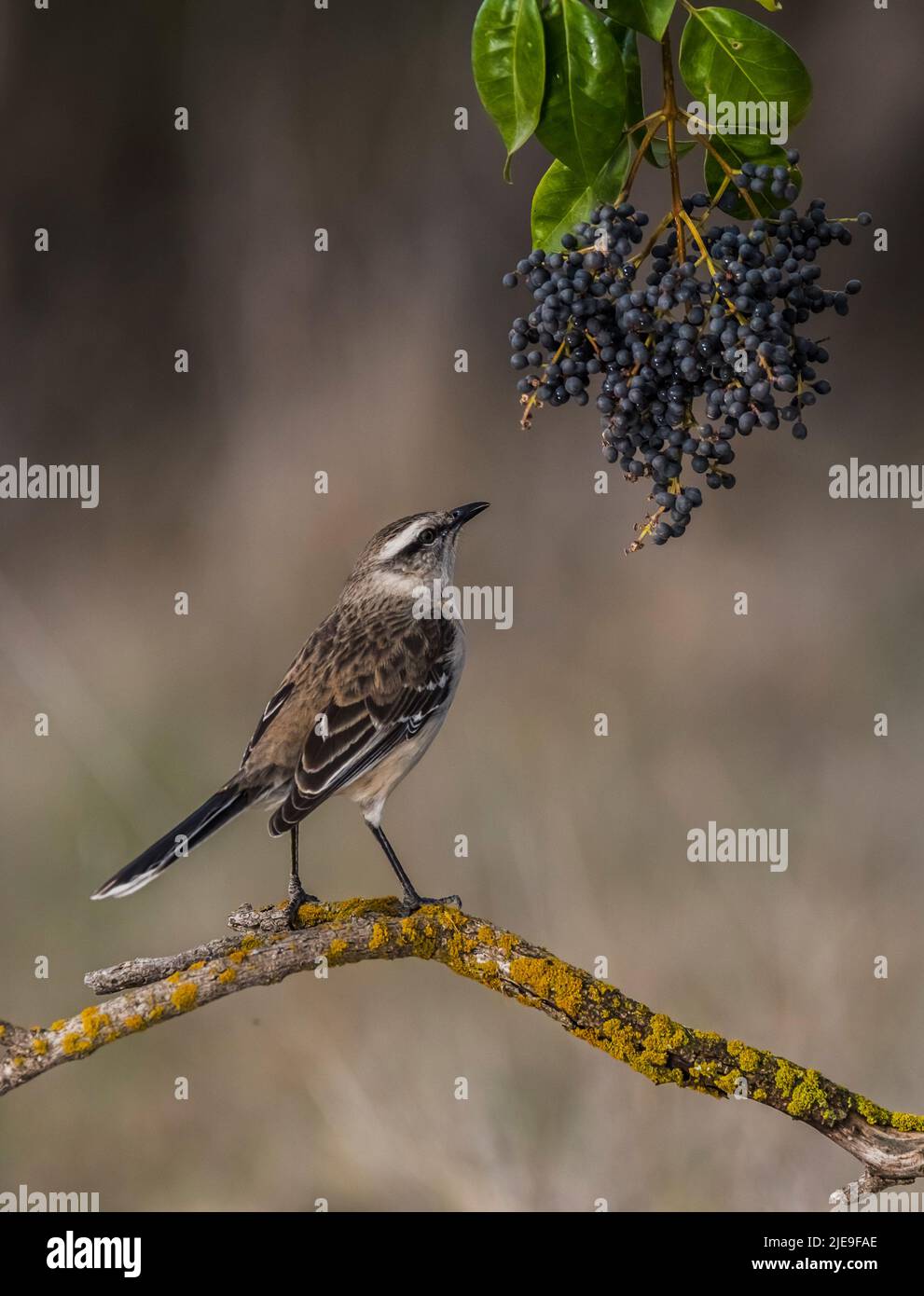 White banded Mockingbird, Mimus triurus, in Pampas grass environment ...