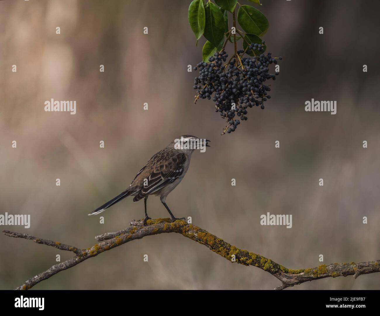 White banded Mockingbird, Mimus triurus, in Pampas grass environment ...