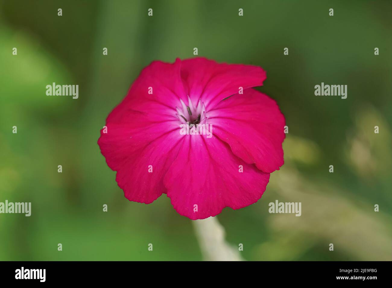 Closeup on a brilliant purple flower of dusty miller flower, Silene ...