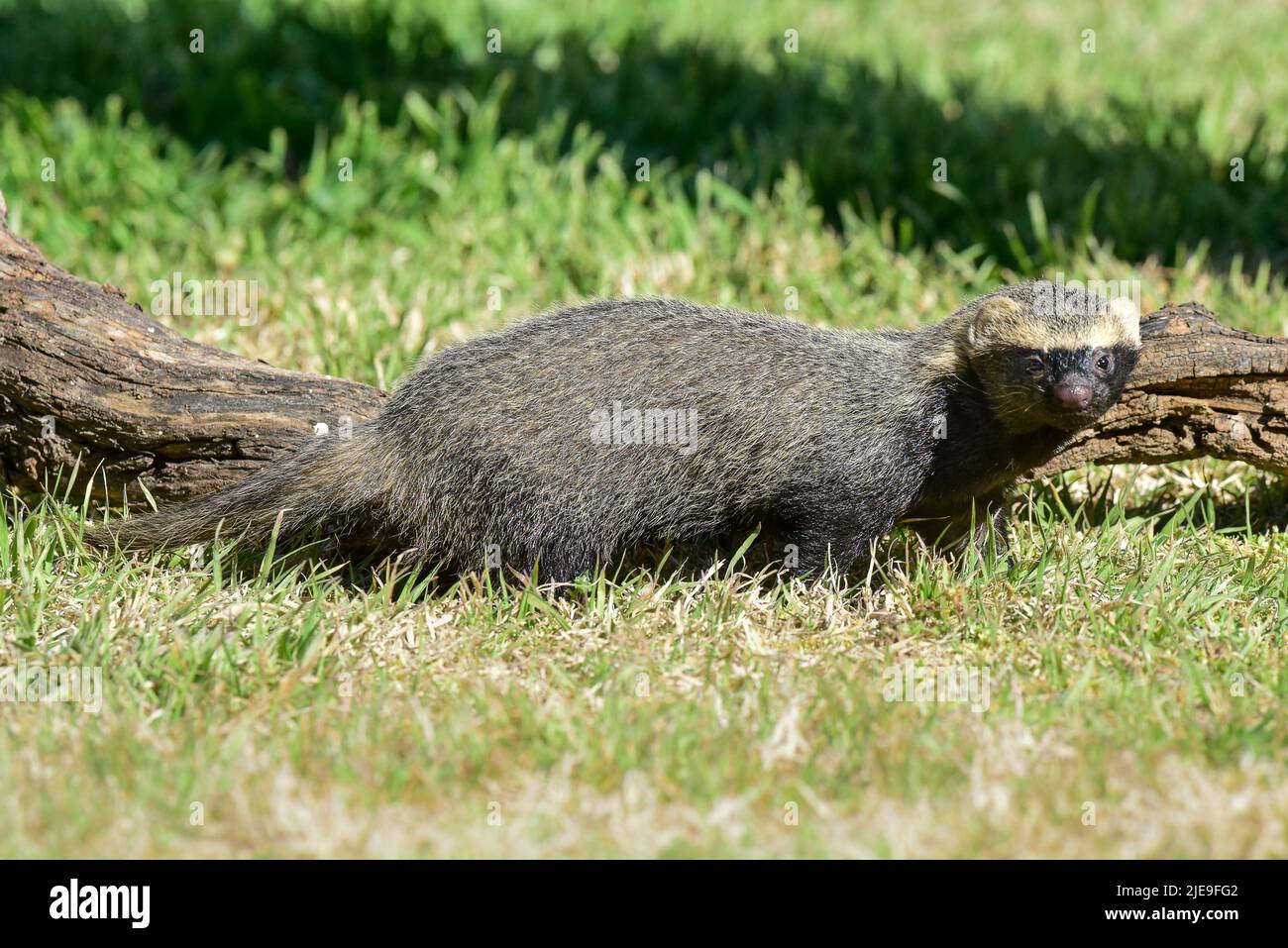 Little grison, in Pampas grassland environment, La Pampa Province ...