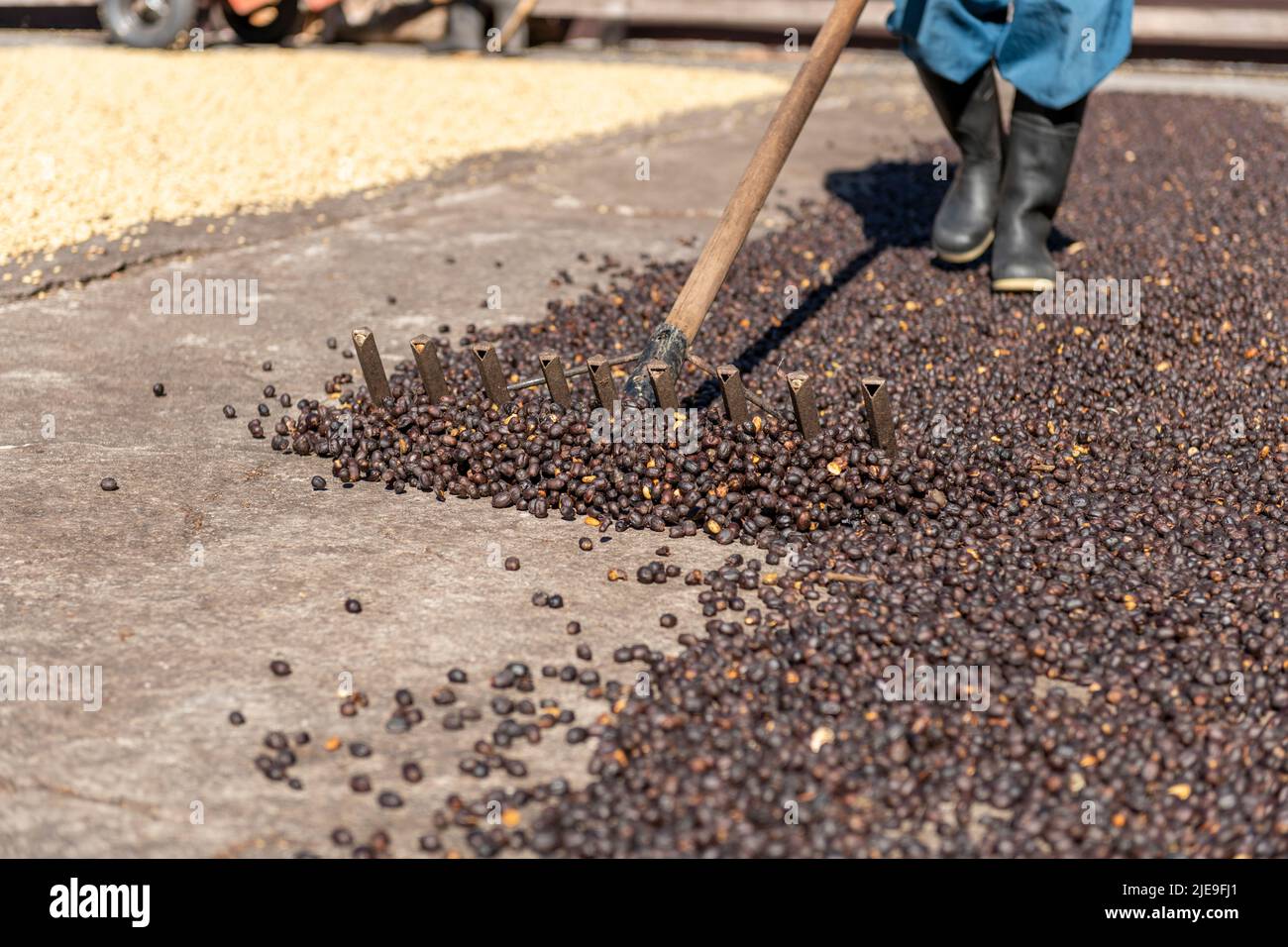 Hands of local farmer scattering green natural coffee beans for drying ...
