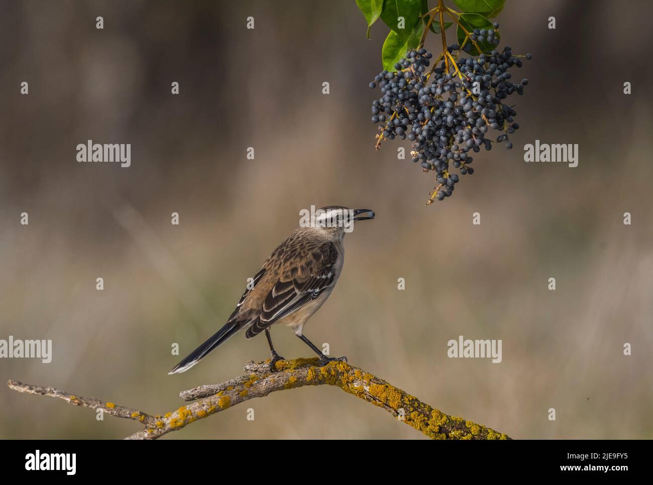 White banded Mockingbird, Mimus triurus, in Pampas grass environment ...