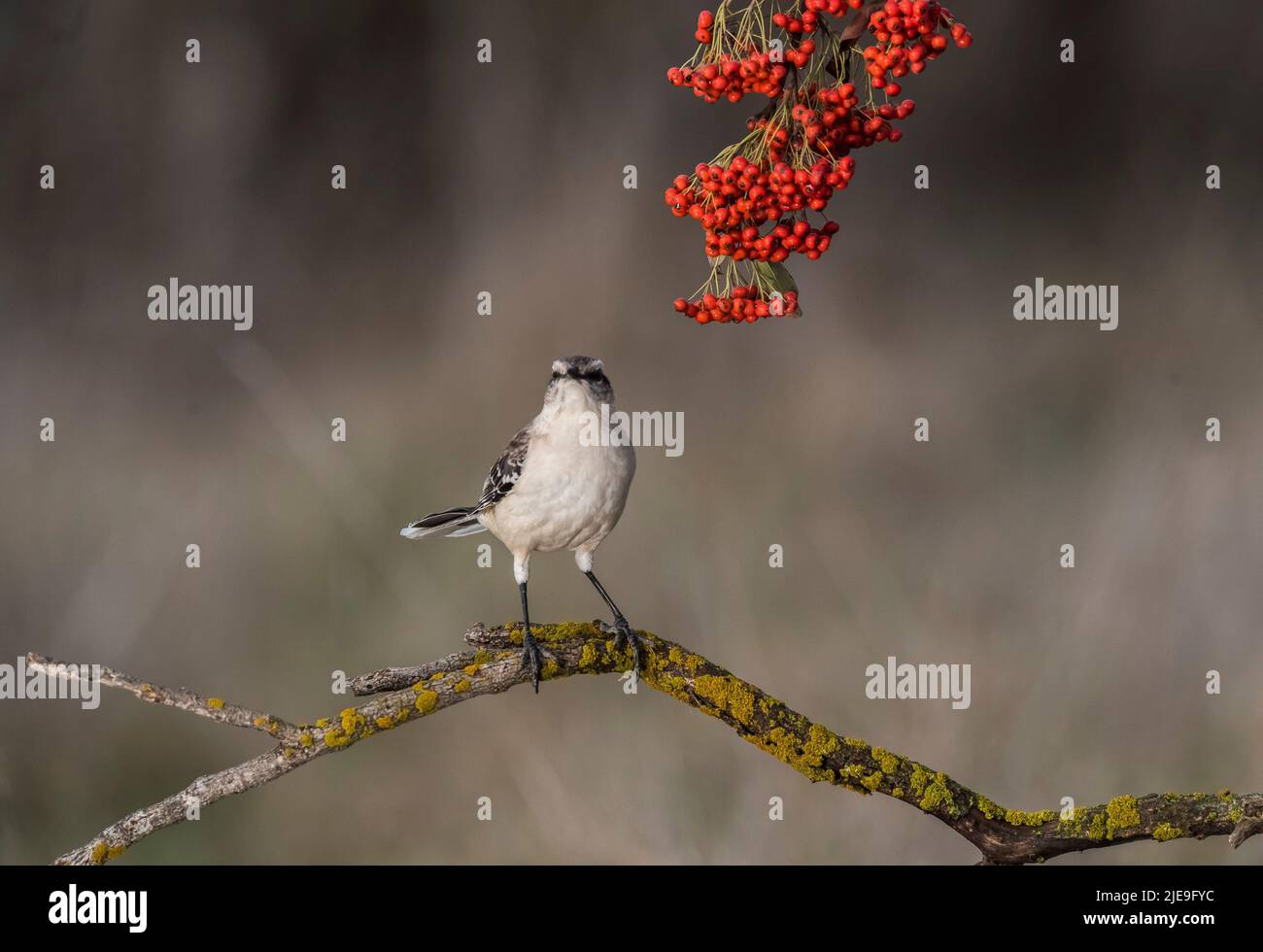 White banded Mockingbird, Mimus triurus, in Pampas grass environment ...
