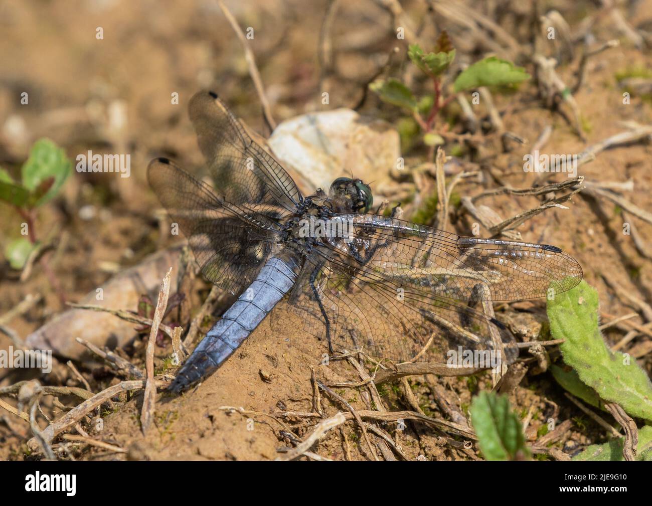 A detailed shot of a male Black Tailed Skimmer (Orthetrum cancellatum ...