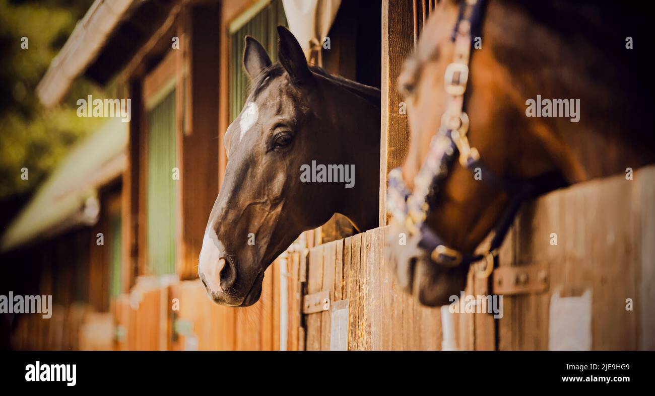 Portrait of a beautiful horse standing in a wooden stall in the stable ...