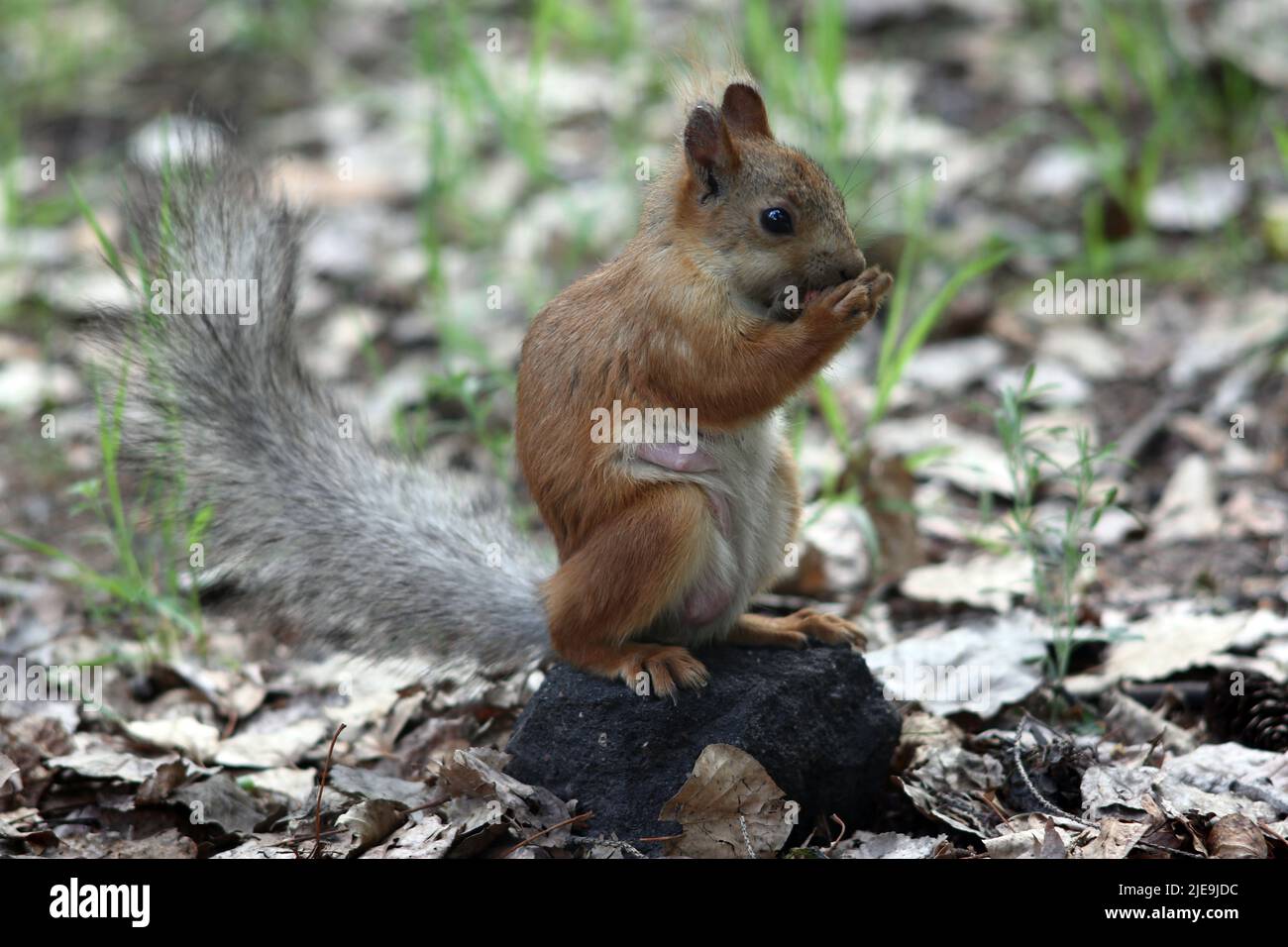 Wildlife concept - cute squirrel standing on a stone in grass in the ...