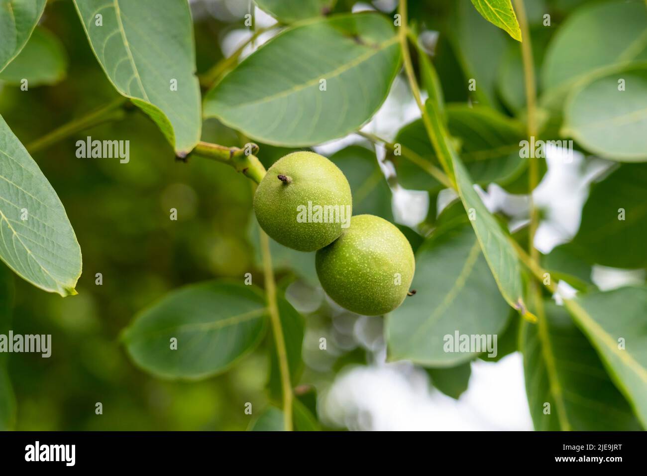 Bio walnut tree hi-res stock photography and images - Alamy
