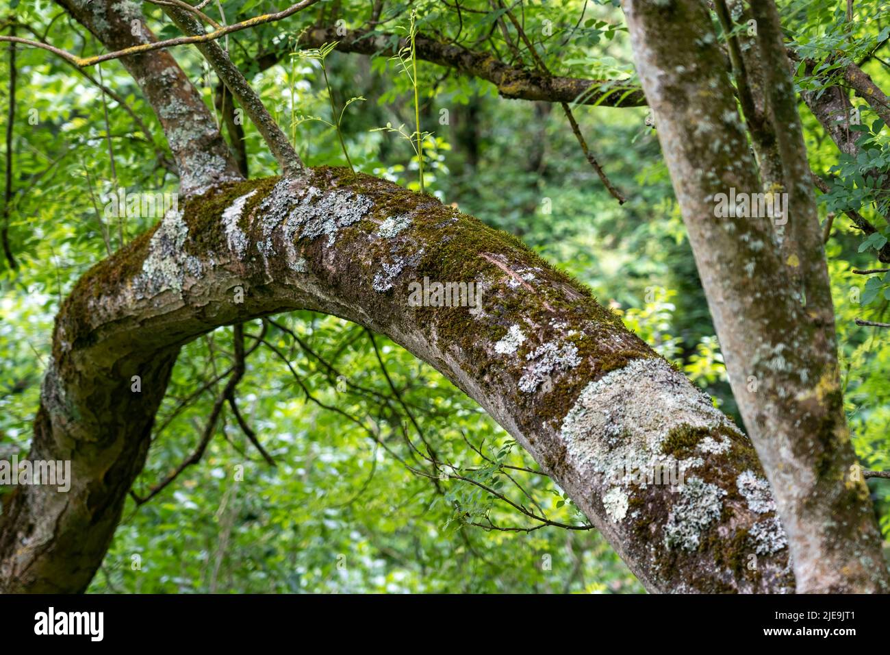 lichen on a diseased curved tree trunk covered with fungus scale in a ...