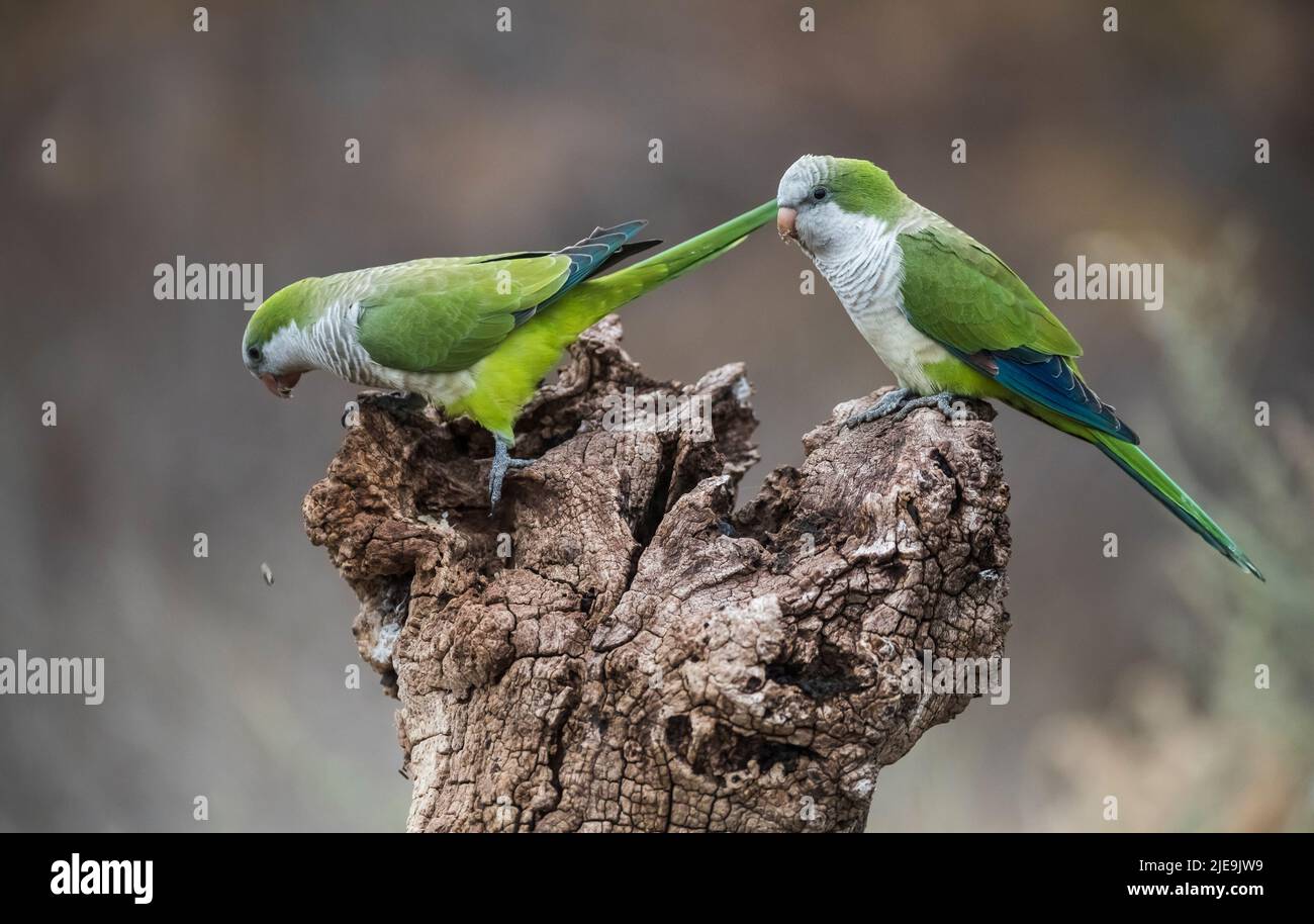 Monk parakeet, Myiopsitta monachus, in Pampas forest environment, La ...