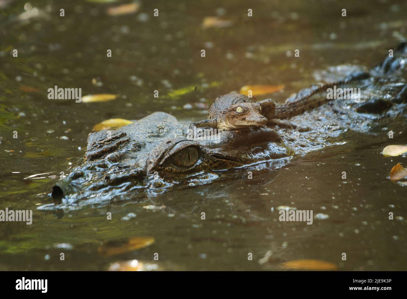 Baby Saltwater Crocodile