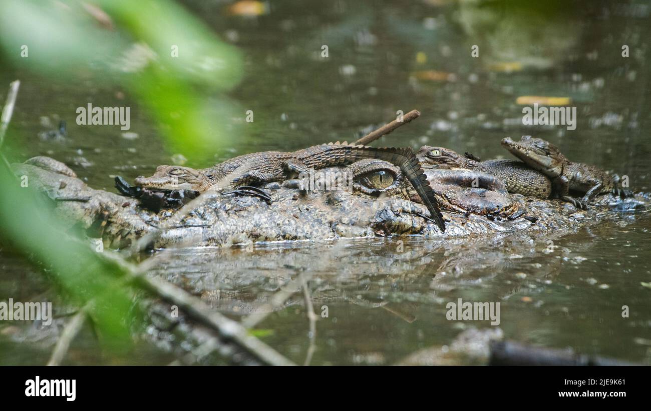 Singapore. 26th June, 2022. Wild saltwater crocodile babies rest on the ...