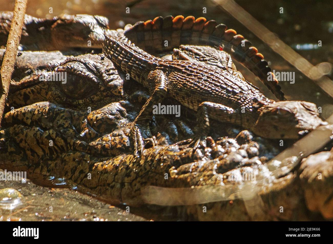 Singapore. 26th June, 2022. Wild saltwater crocodile babies rest on the ...