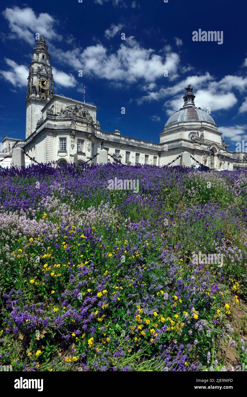 Cardiff City Hall and Lavender, Cathays Park, Cardiff Stock Photo - Alamy