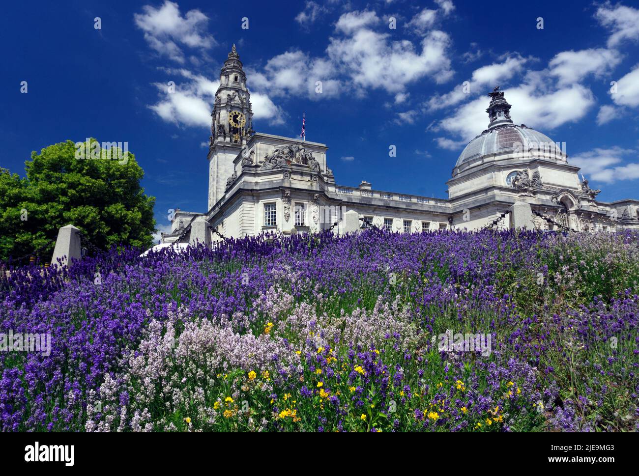 Cardiff City Hall and Lavender, Cathays Park, Cardiff Stock Photo - Alamy