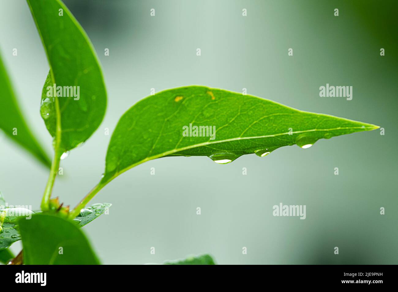 Hanging waterdrops hi-res stock photography and images - Alamy