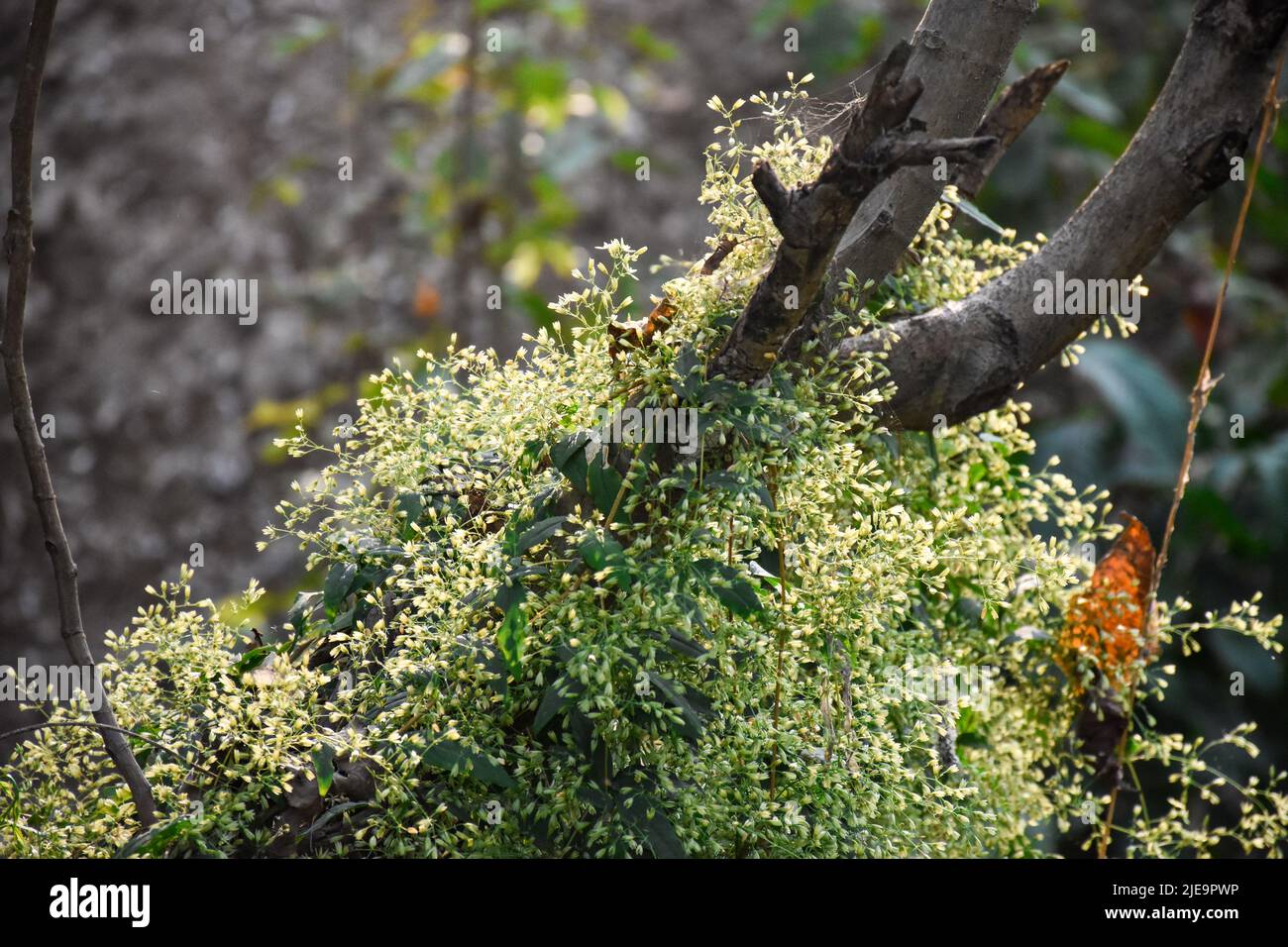 Beautiful white flowering parasitic plant hanging on tree Stock Photo ...