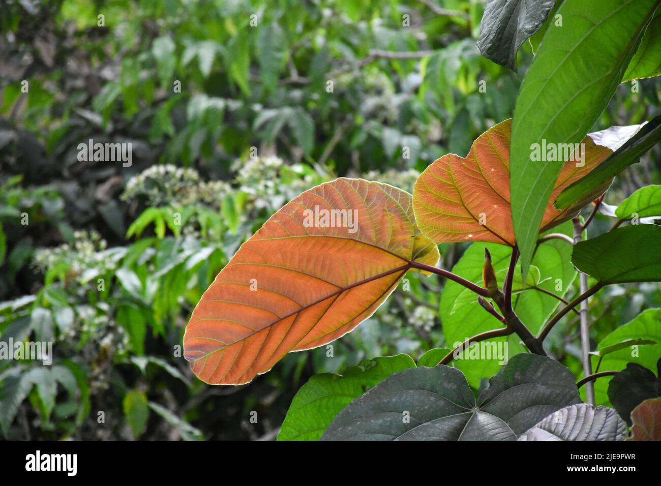 Ficus in sunlight hi-res stock photography and images - Alamy