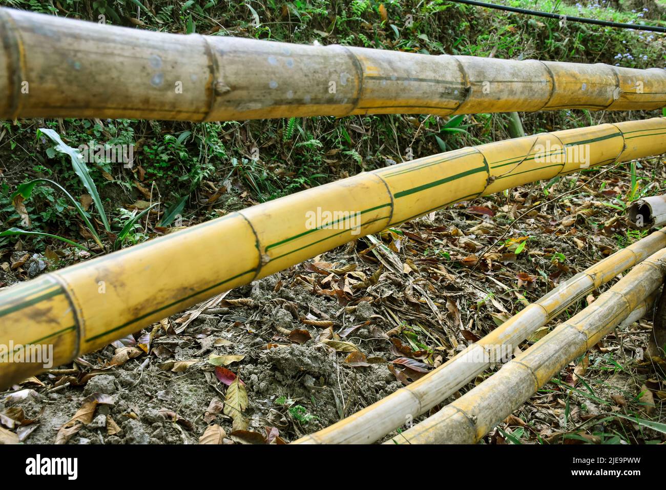 Beautiful Yellow bamboo fencing Stock Photo - Alamy