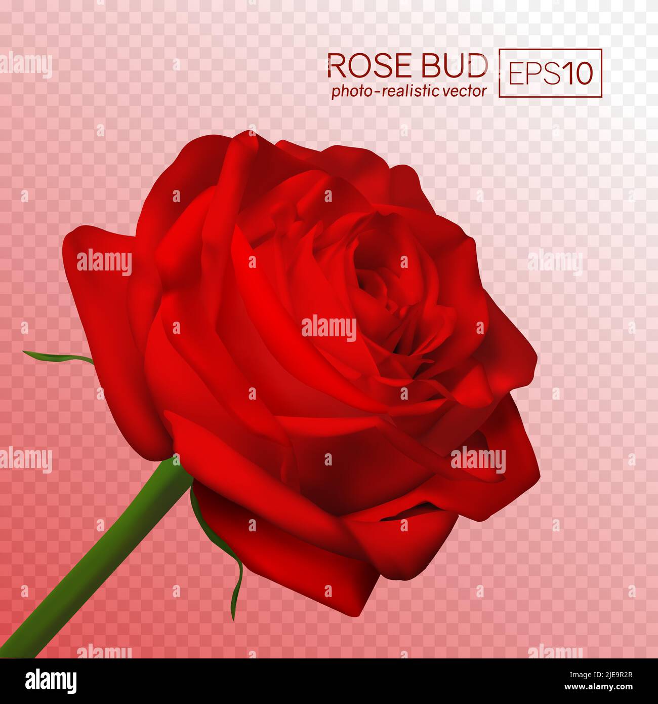 Realistic vector yellow rose on transparent background Stock Vector ...