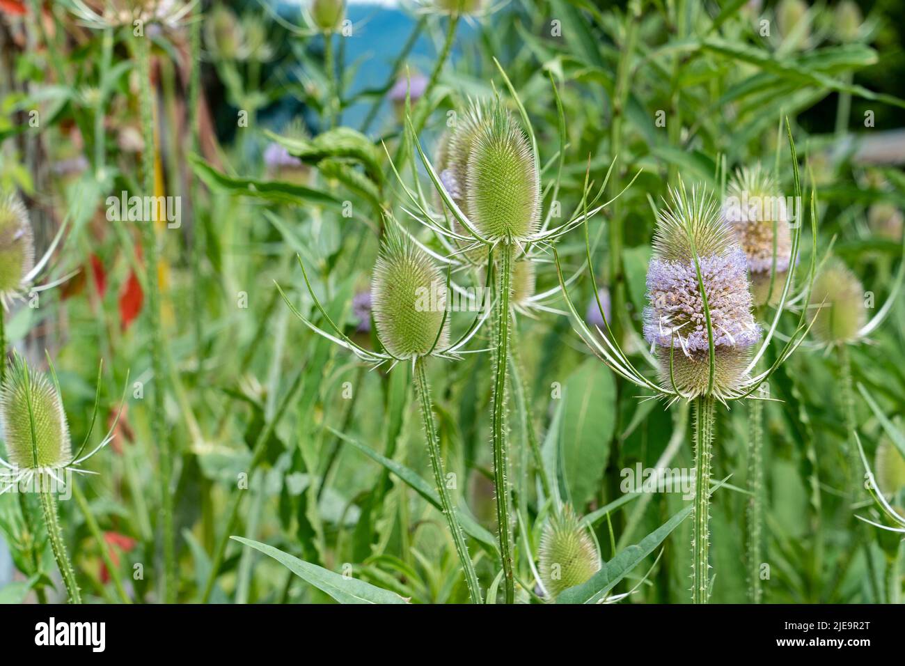 Fullers tease hi-res stock photography and images - Alamy