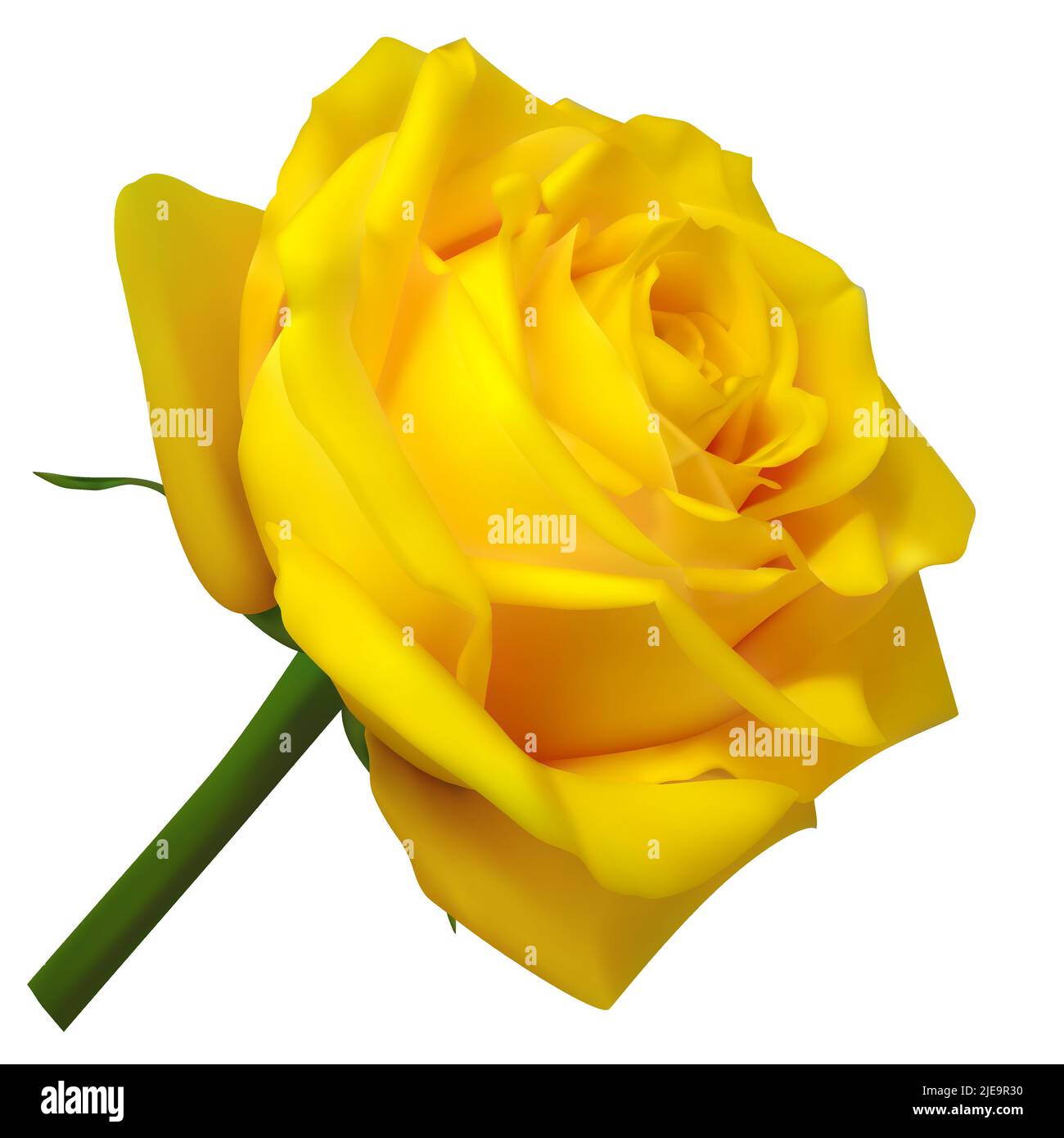 Realistic vector yellow rose on white background Stock Vector Image ...