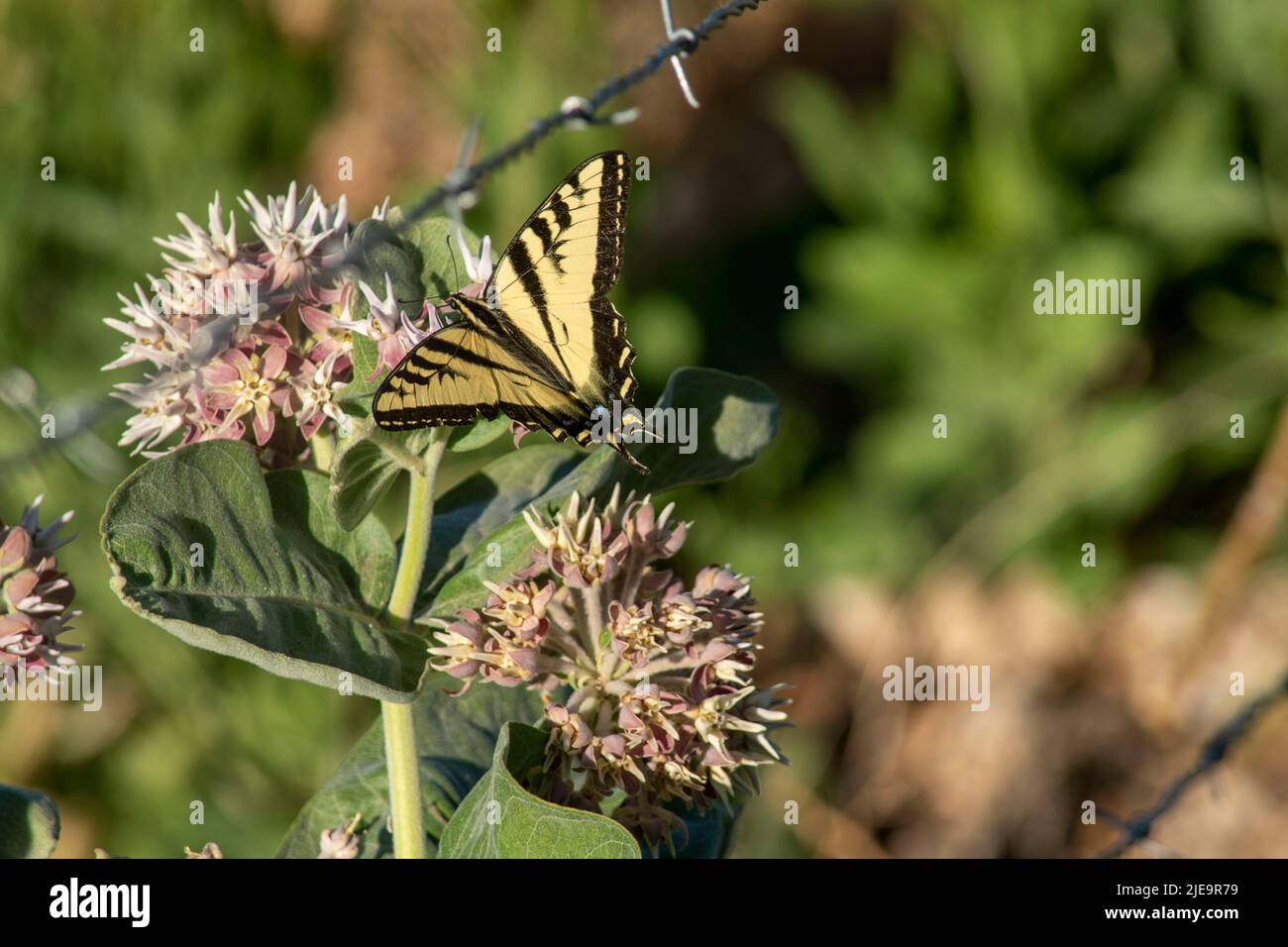 Butterflies in the Eastern Sierra of California are colorful Stock ...