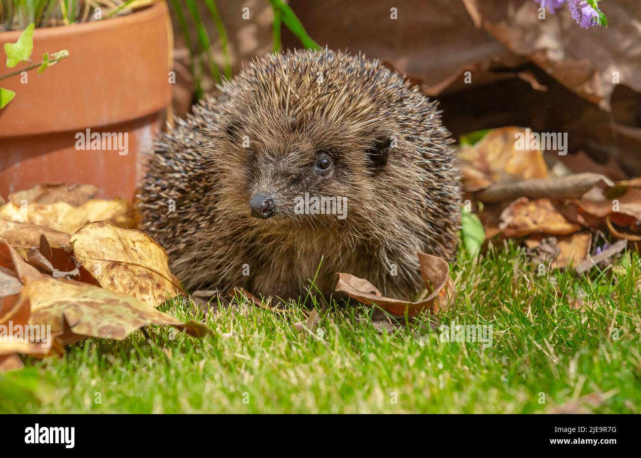 Hedgehog, Scientific name: Erinaceus Europaeus. Close up of a wild ...