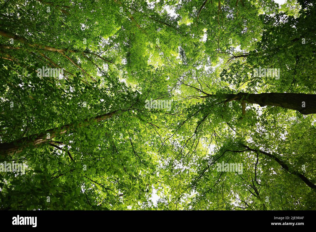 Nature - green background. Beautiful spring deciduous forest with trees ...