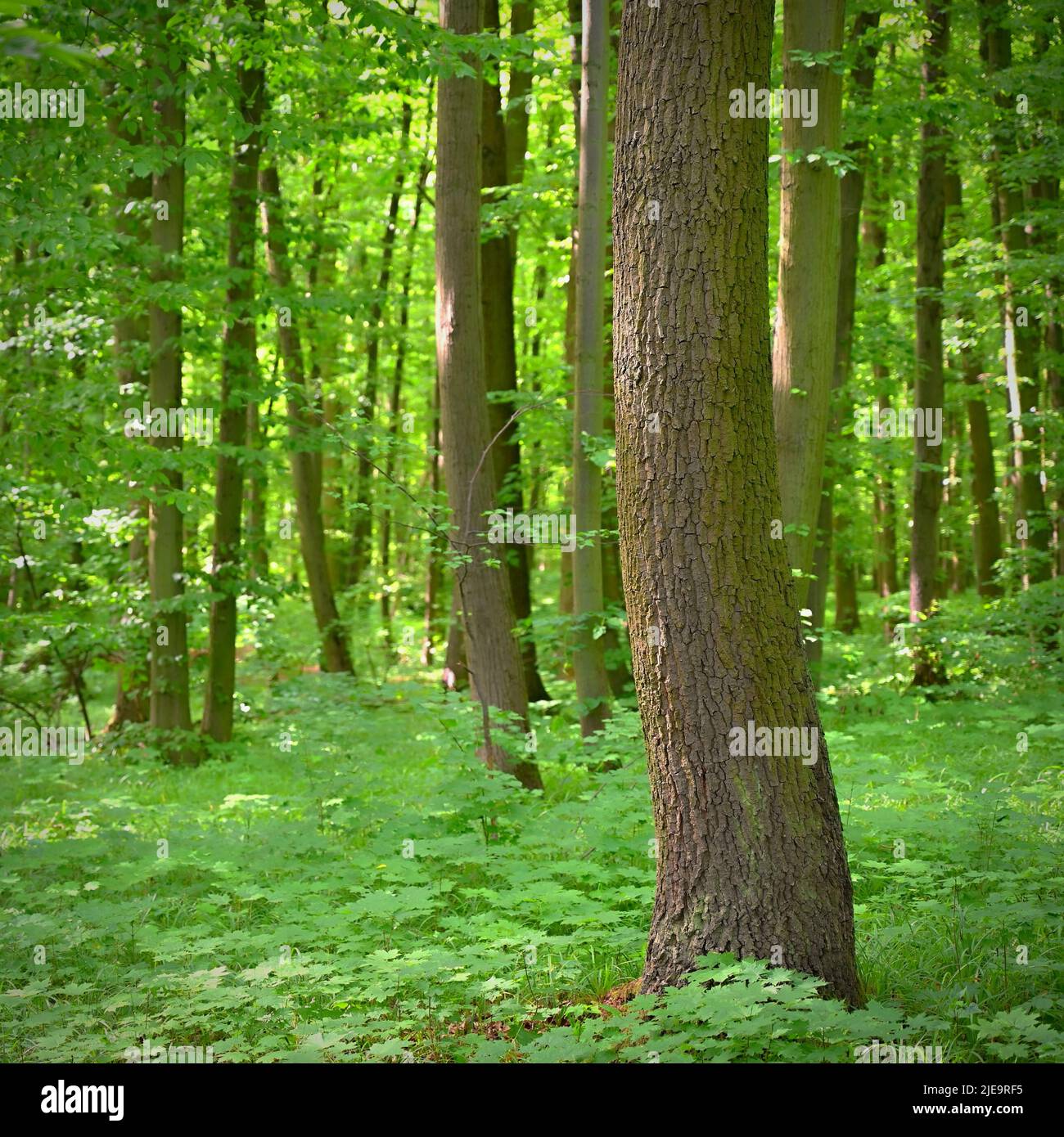 Nature - relaxation and meditation for mental health. Green spring ...