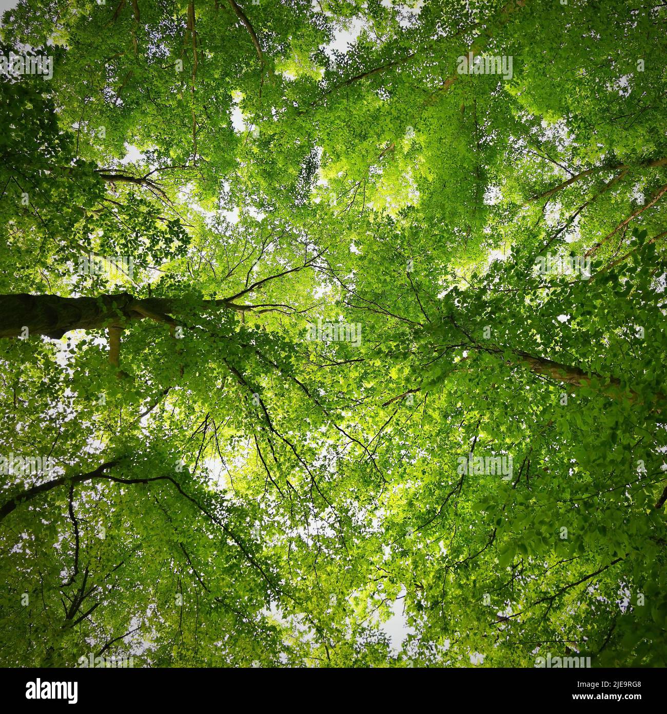 Nature - relaxation and meditation for mental health. Green spring ...