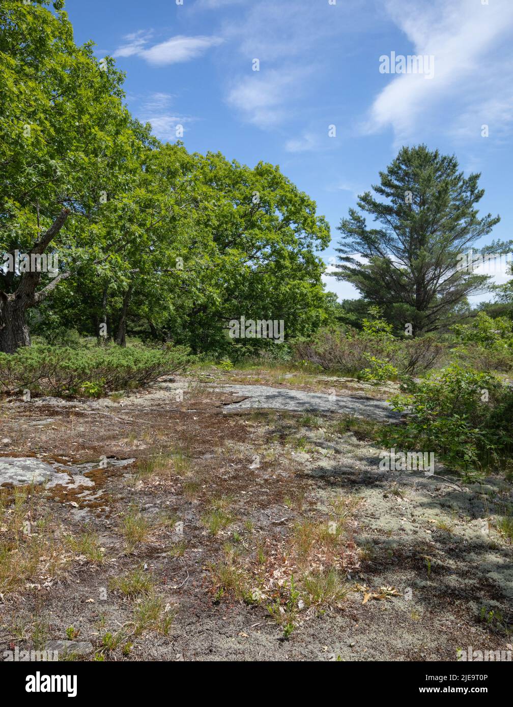 Canadian Shield Vegetation