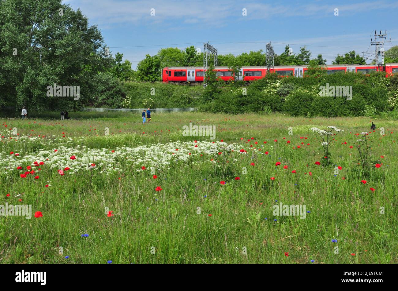 Wild flowers on Walsworth Common, with train heading south towards the ...