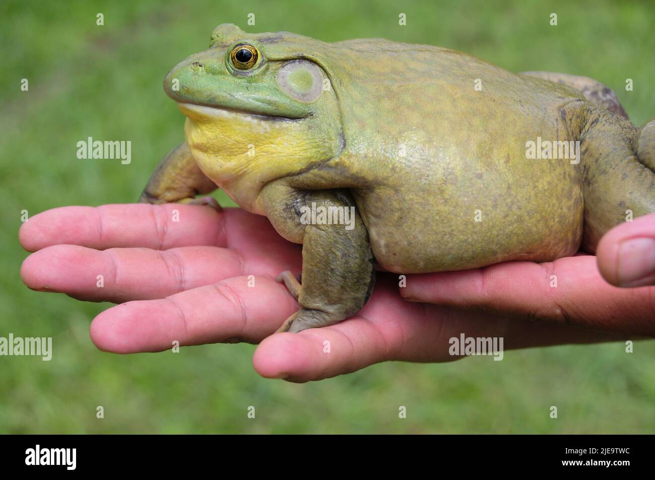 Giant African Bullfrog on hand. Animal concept Stock Photo - Alamy
