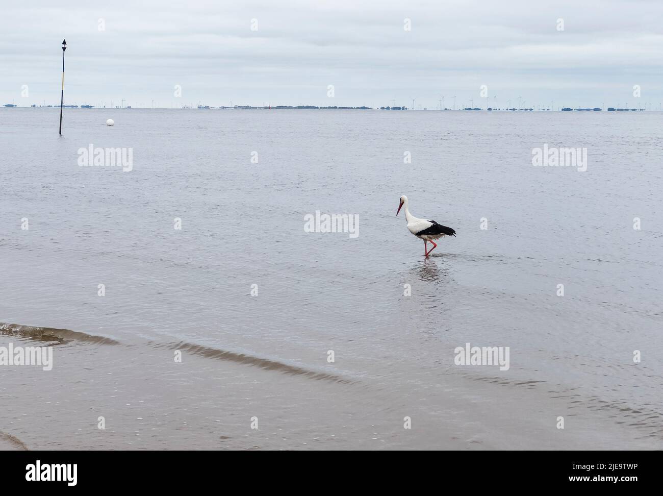 Stork on the beach on Juni 23, 2022 in Wyk, Foehr Island, Germany ...