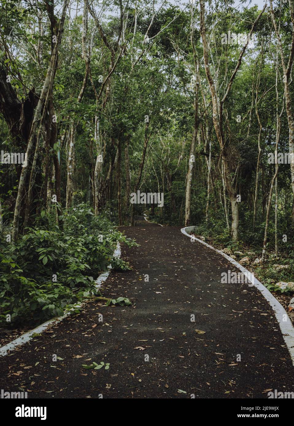 Jungle trail into the tropical green forest on a cloudy morning in ...