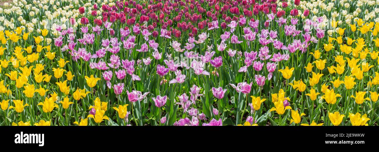 Flowerbed with many yellow red tulips bright spring background ...