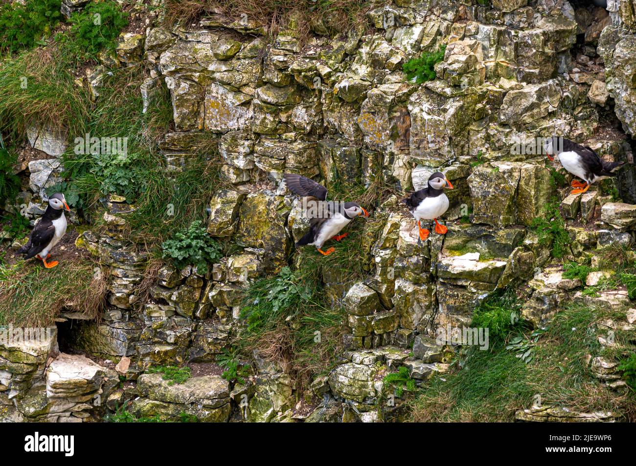 Four puffins in a row Stock Photo - Alamy