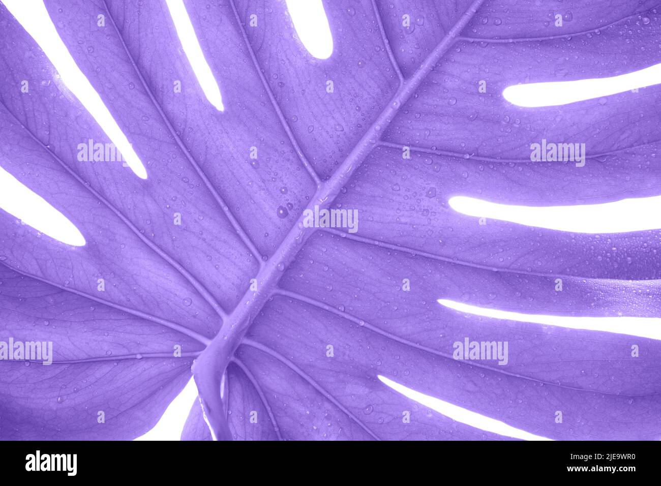 Purple Monstera summer leaf. Tropic palm flora. Jungle rainforest ...