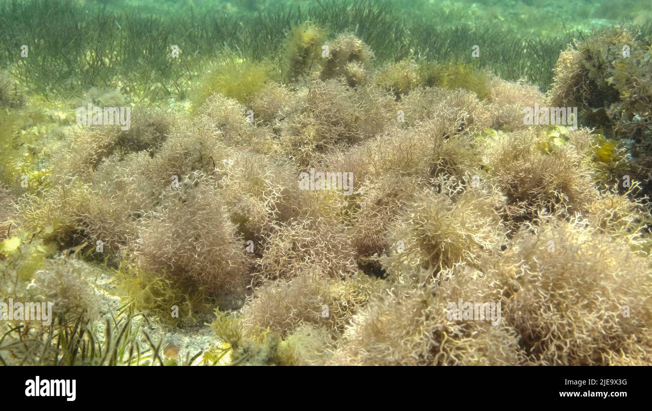 Sargassum plants hi-res stock photography and images - Alamy