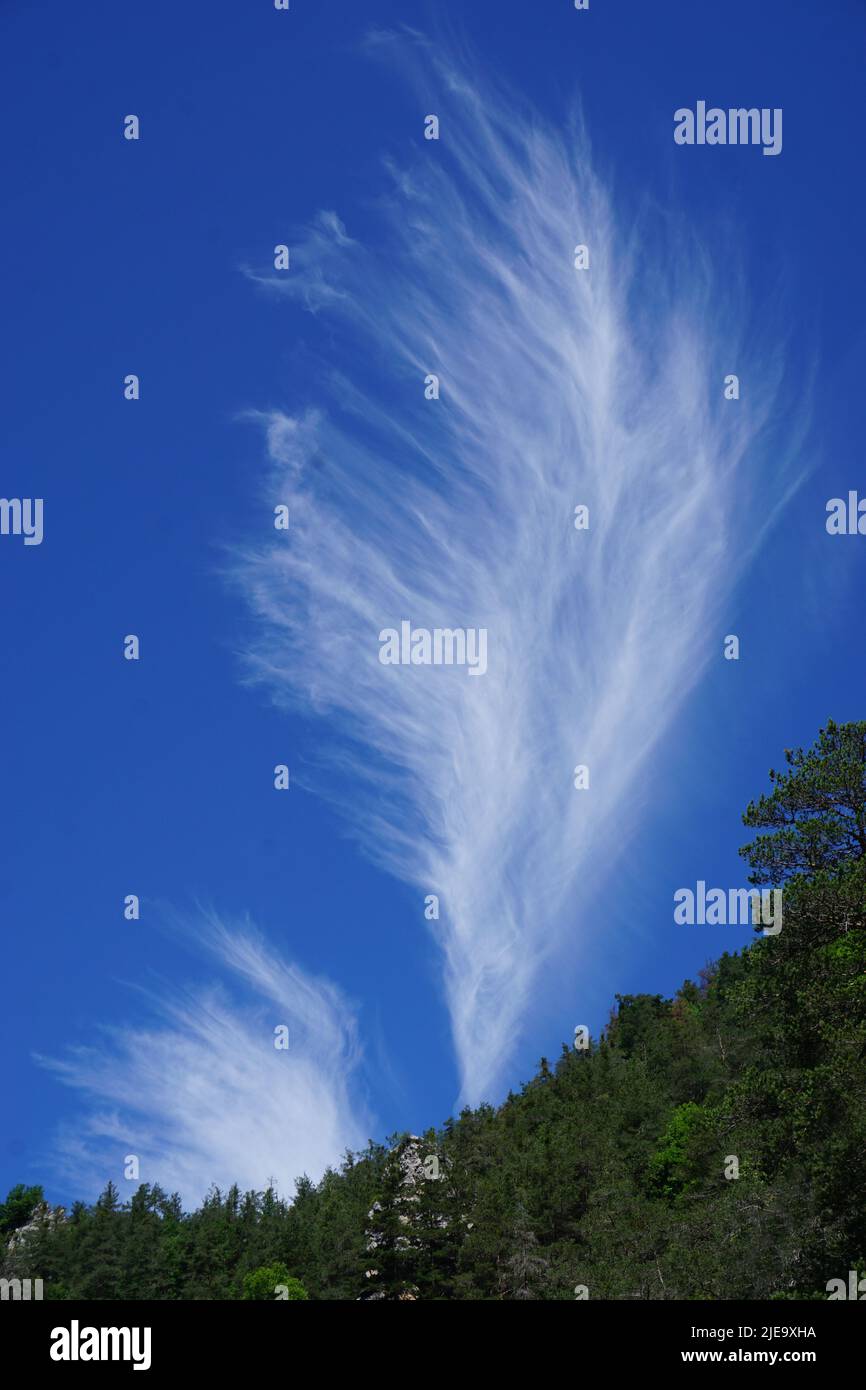 Light blue feathers on white hi-res stock photography and images - Alamy