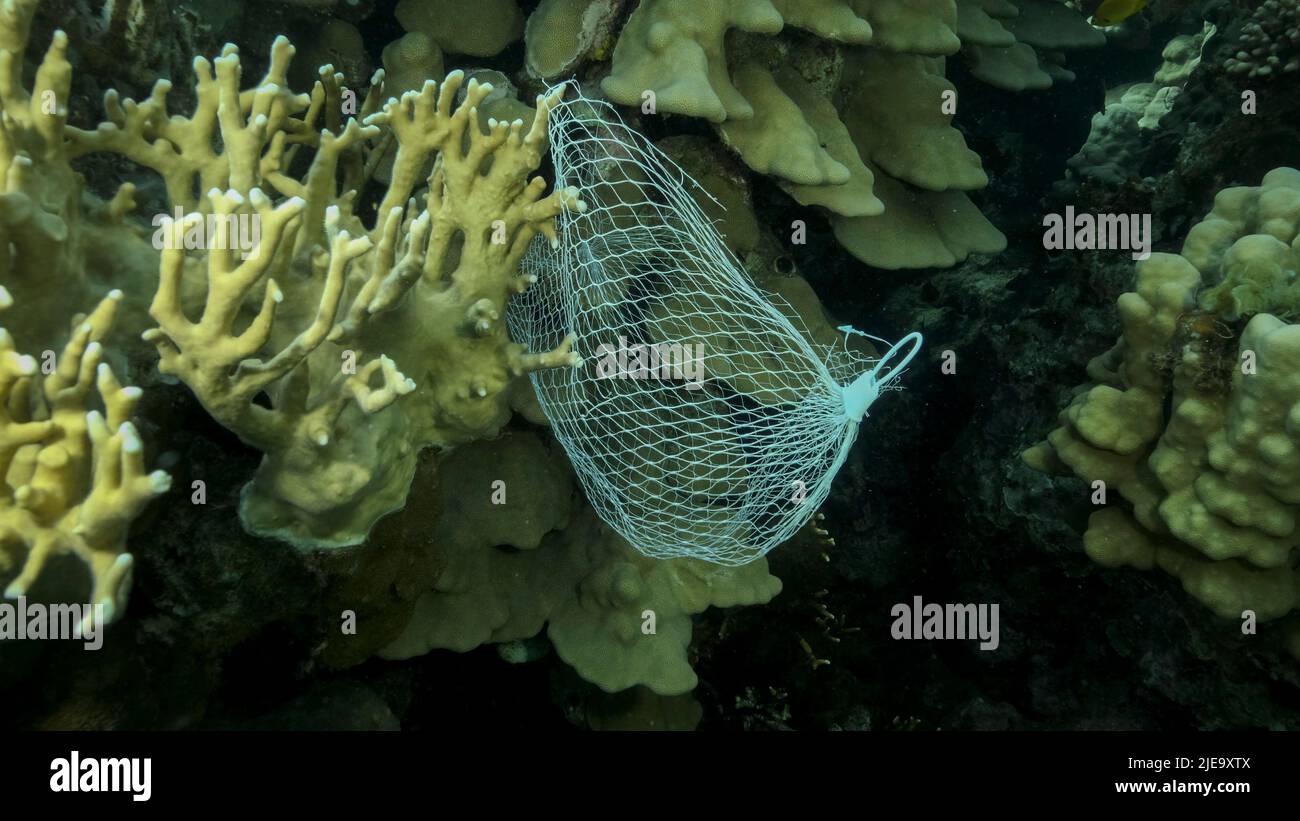 Red Sea, Egypt. 26th June, 2022. Discarded kitchen plastic storage net ...