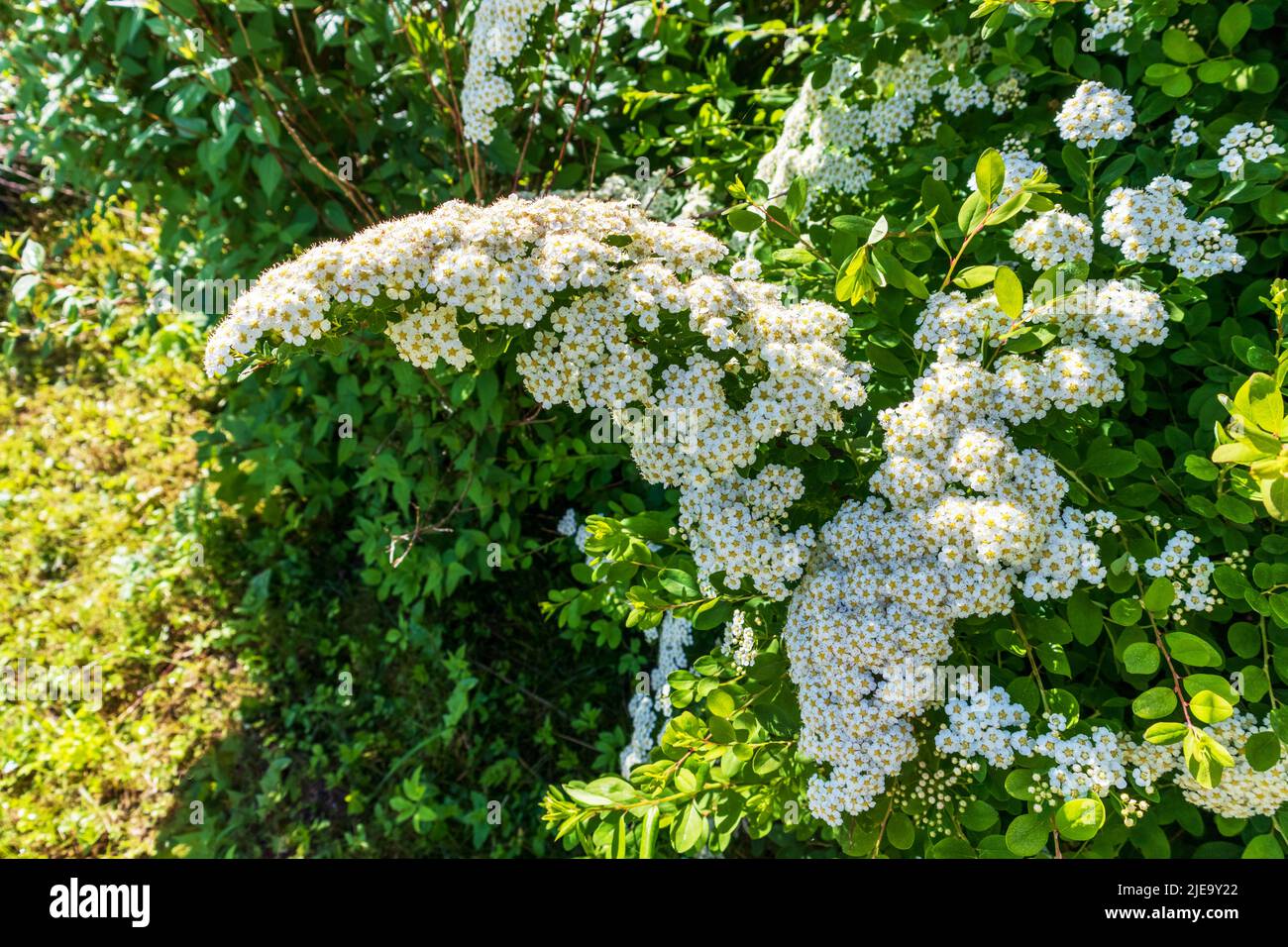 white flowers on a green background Stock Photo - Alamy