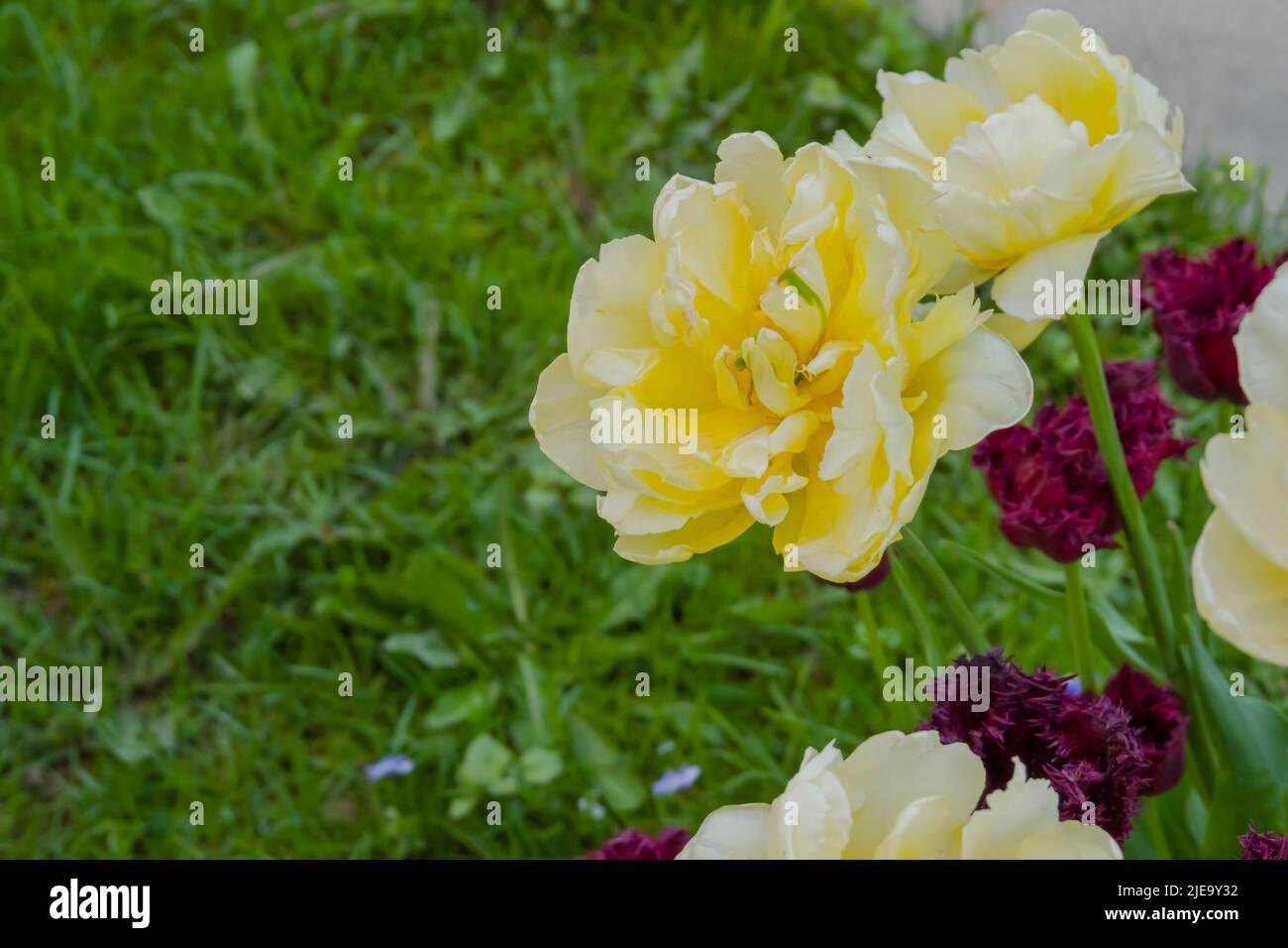 Yellow tulip verona and burgundy tulip gorilla flowers - close up Stock ...