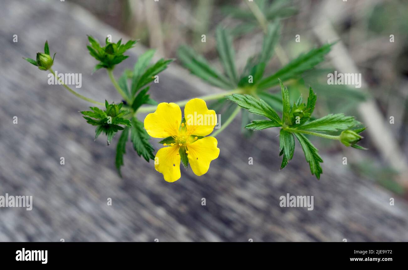 Potentilla erecta, syn. Tormentilla erecta, Potentilla laeta ...