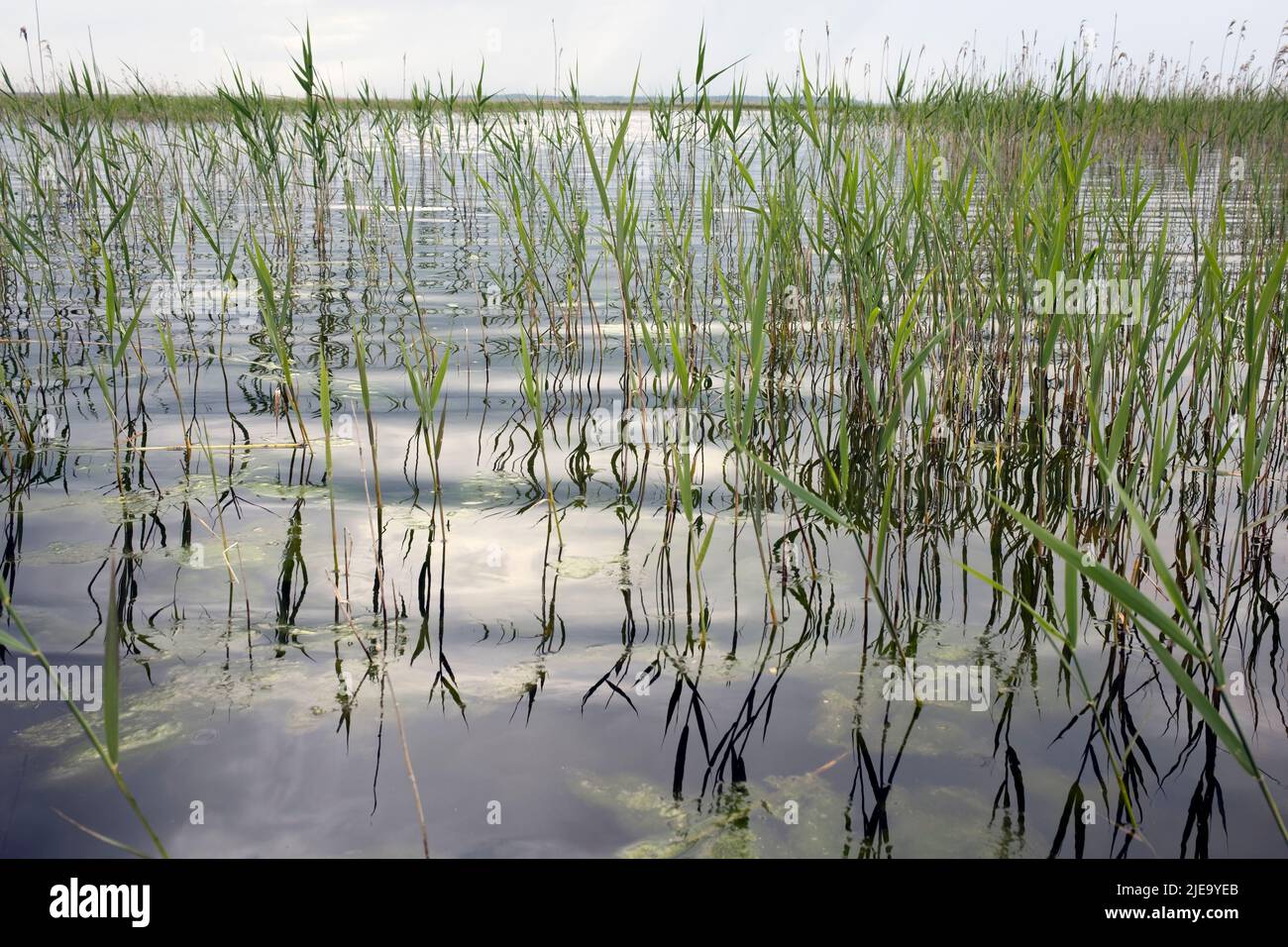 Reeds and aquatic plants, Lake Engure Nature Park, Latvia Stock Photo ...