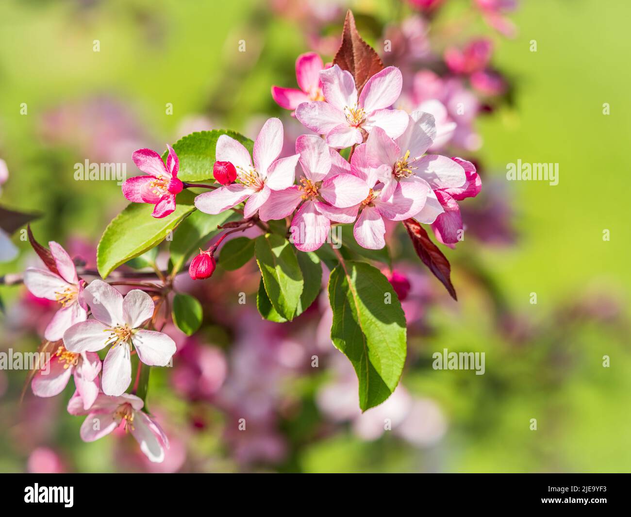 Fresh pink flowers of a blossoming apple tree with blured background ...