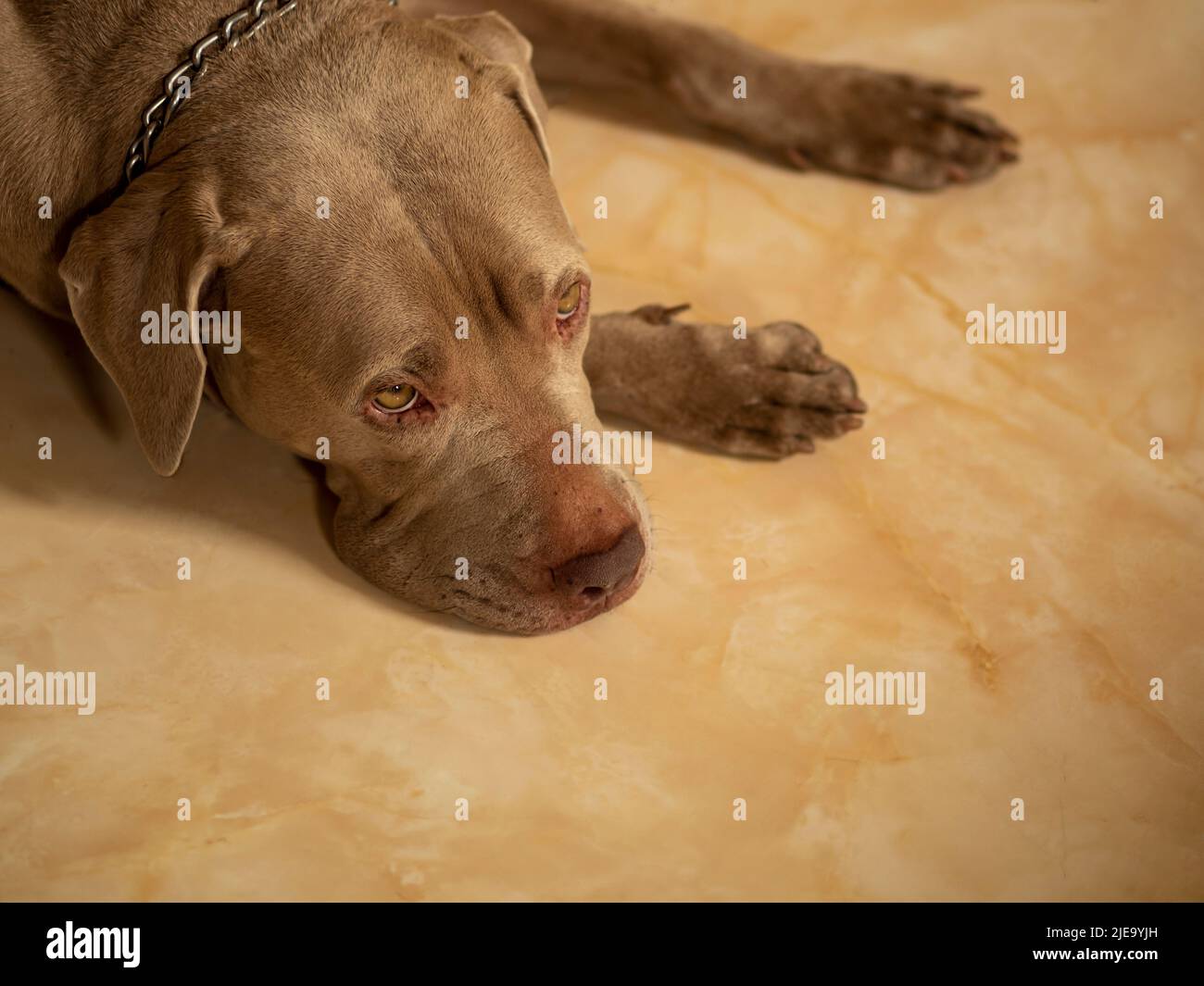 Portrait of silver brown pitbull dog Stock Photo - Alamy