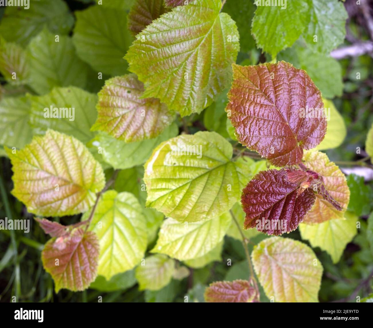 Overhead view to fresh new leaves of Corylus avellana Common Hazel tree ...