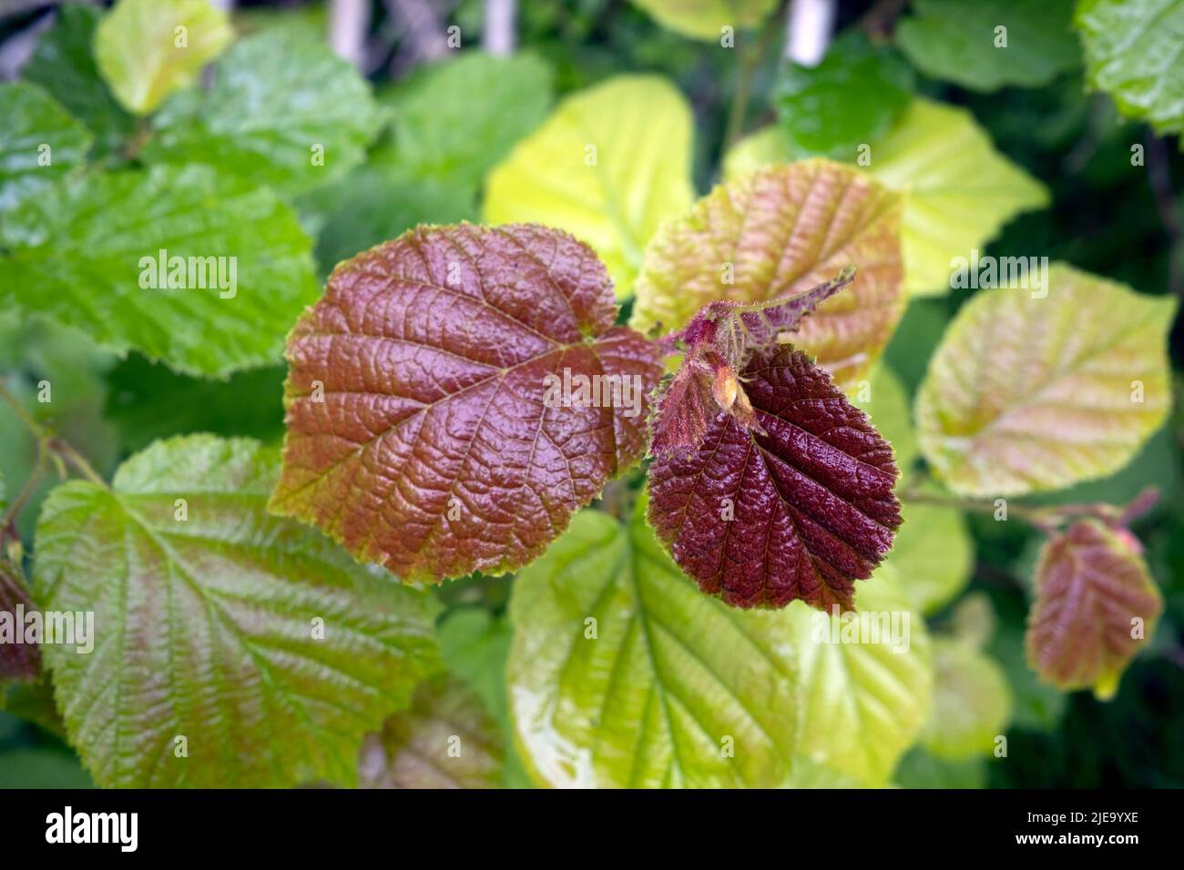 Overhead view to fresh new leaves of Corylus avellana Common Hazel tree ...