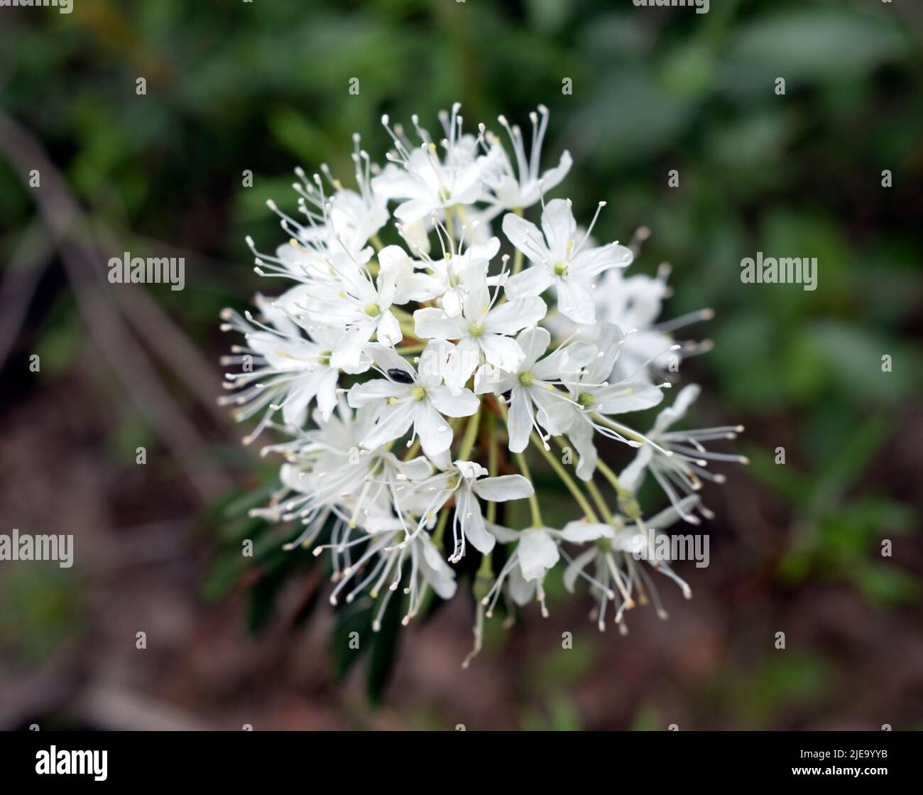 Rhododendron tomentosum syn. Ledum palustre, Marsh Labrador tea ...